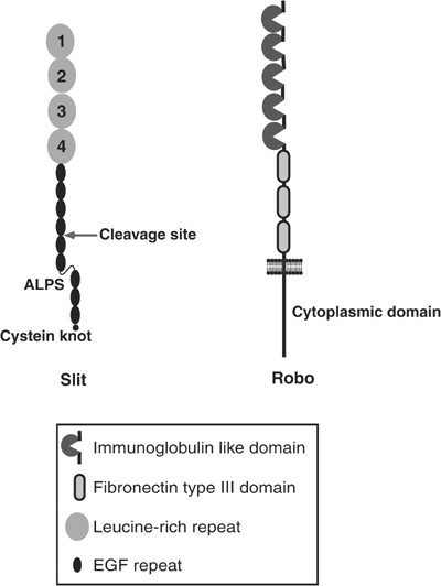 The brain within the tumor: new roles for axon guidance molecules in ...