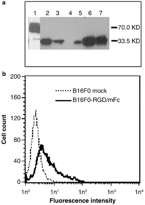 Fusion protein from RGD peptide and Fc fragment of mouse immunoglobulin ...