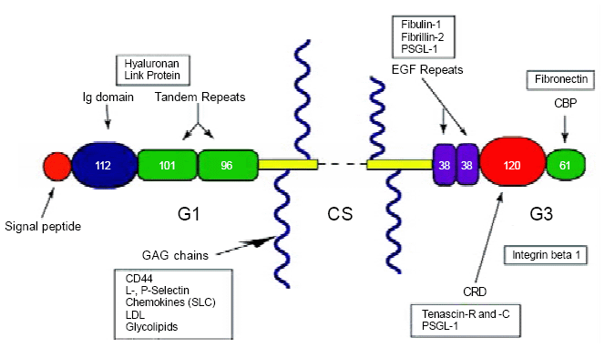 The interaction of versican with its binding partners | Cell Research