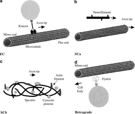 Circulation and axonal transport in the optic nerve | Eye
