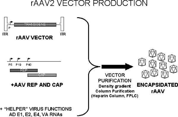 Immune responses to adeno-associated virus and its recombinant vectors | Gene Therapy