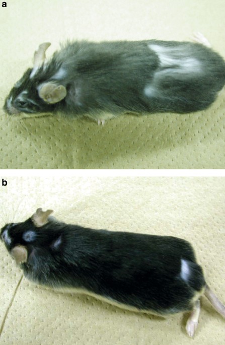 Long-term correction of hyperphenylalaninemia by AAV-mediated gene ...