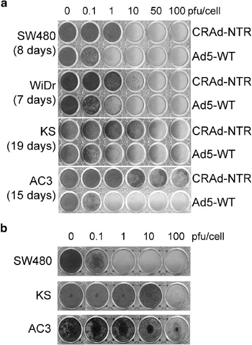 Enhanced efficacy of Escherichia coli nitroreductase/CB1954 prodrug ...