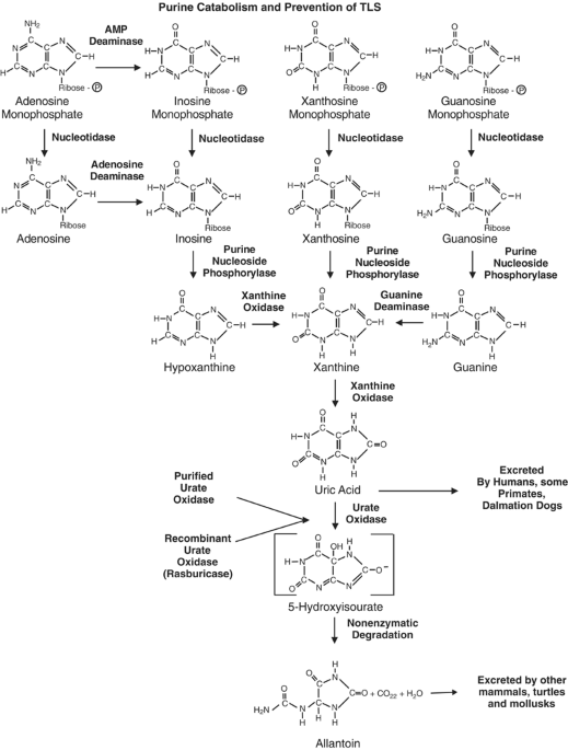 Elitek™–rasburicase: an effective means to prevent and treat ...