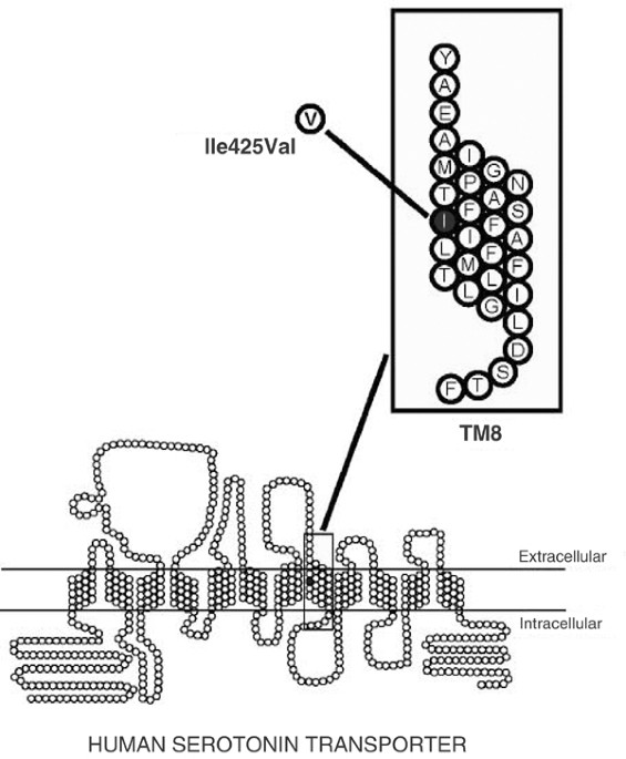 Serotonin transporter missense mutation associated with a complex ...
