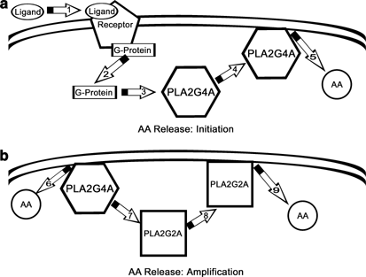 The role of phospholipases A2 in schizophrenia | Molecular Psychiatry