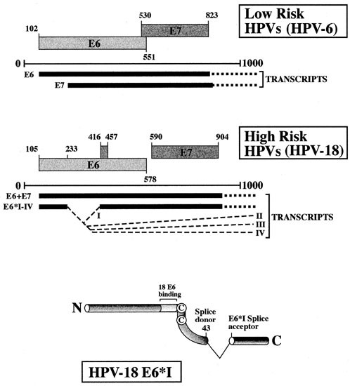 The role of the E6-p53 interaction in the molecular pathogenesis of HPV ...