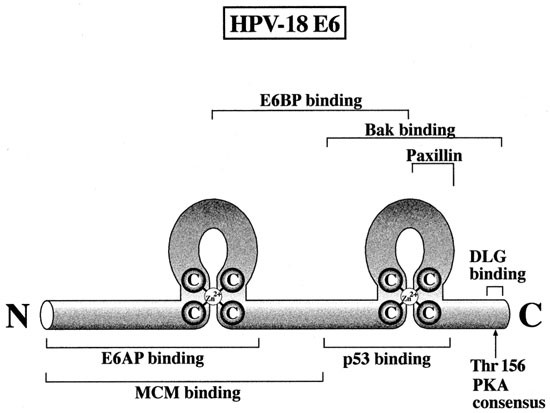 The role of the E6-p53 interaction in the molecular pathogenesis of HPV ...