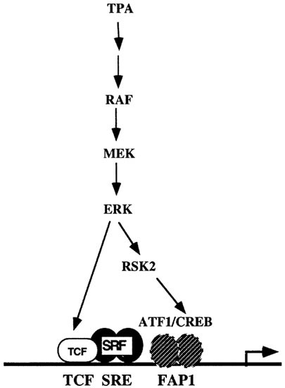 Activation Of The C Fos Enhancer By The Erk Map Kinase Pathway Through