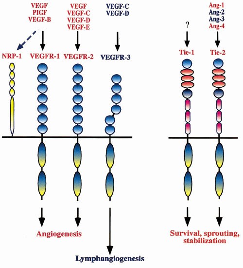 Mechanisms of angiogenesis and their use in the inhibition of tumor ...