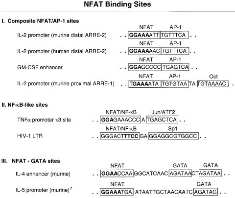 Partners in transcription: NFAT and AP-1 | Oncogene