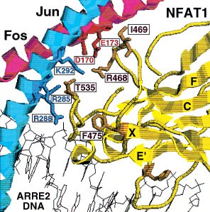 Partners in transcription: NFAT and AP-1 | Oncogene