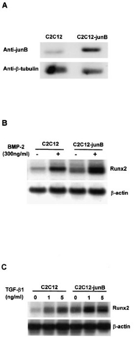 Both the Smad and p38 MAPK pathways play a crucial role in Runx2 expression following induction ...
