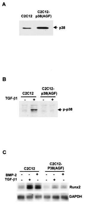 Both the Smad and p38 MAPK pathways play a crucial role in Runx2 ...