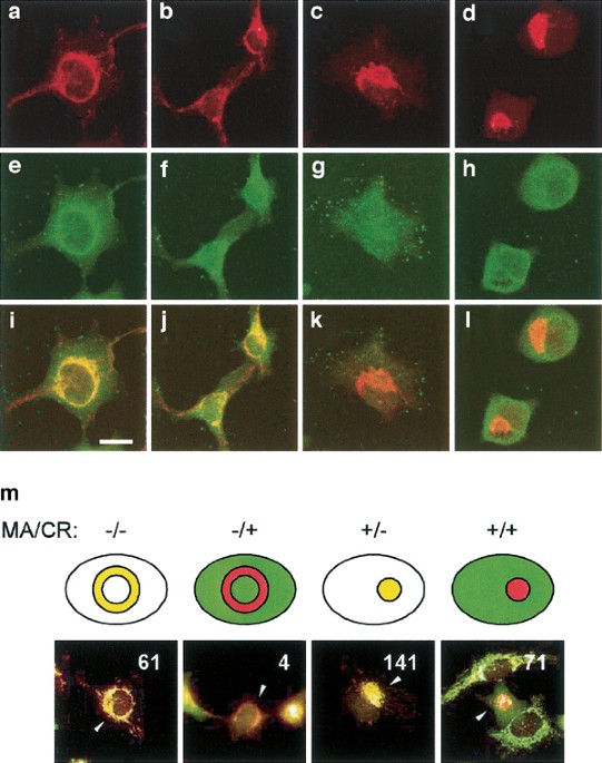 Mitochondrial aggregation precedes cytochrome c release from ...