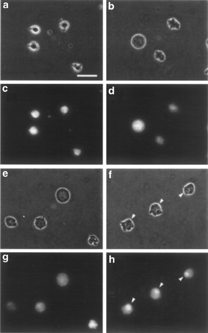 Mitochondrial aggregation precedes cytochrome c release from ...