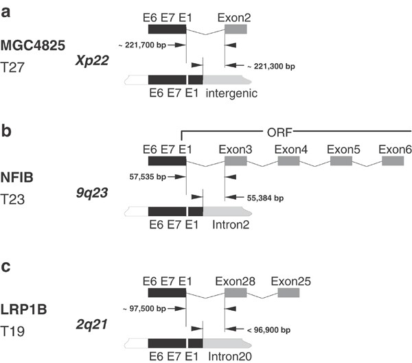 A comprehensive analysis of HPV integration loci in anogenital lesions ...