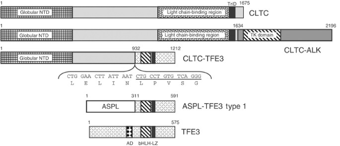 A novel CLTC-TFE3 gene fusion in pediatric renal adenocarcinoma with t ...