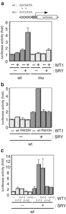 Transcriptional activity of testis-determining factor SRY is modulated ...