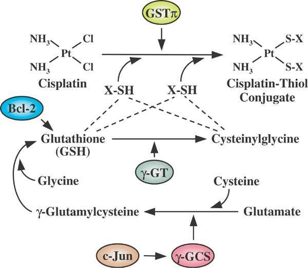 Cisplatin: mode of cytotoxic action and molecular basis of resistance ...