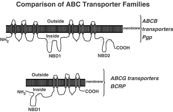 Multidrug resistance mediated by the breast cancer resistance protein ...
