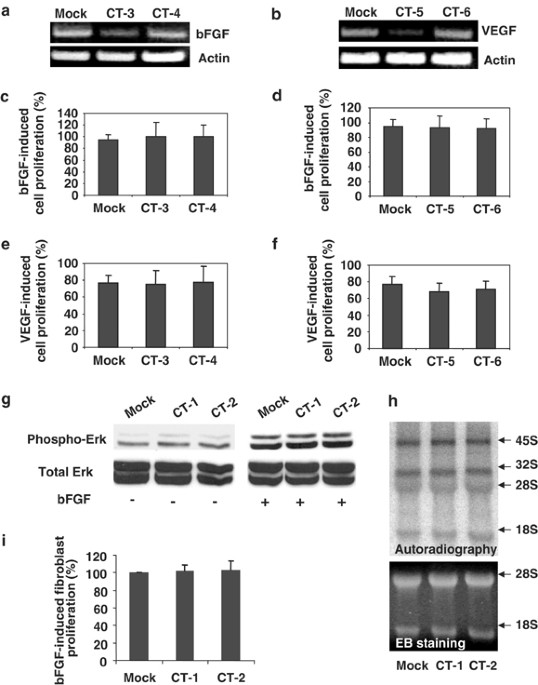 Endogenous angiogenin in endothelial cells is a general requirement for ...