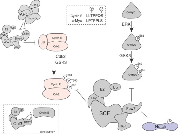 SCF-mediated protein degradation and cell cycle control | Oncogene
