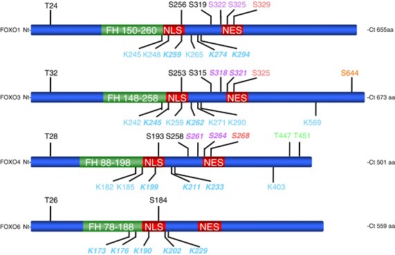 FOXO transcription factors at the interface between longevity and tumor ...
