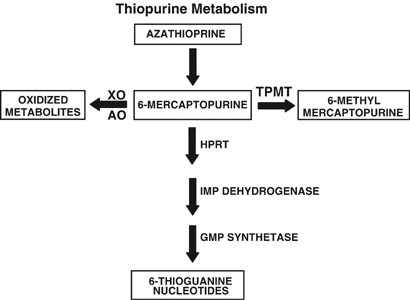 Thiopurine S -methyltransferase pharmacogenetics: insights, challenges ...