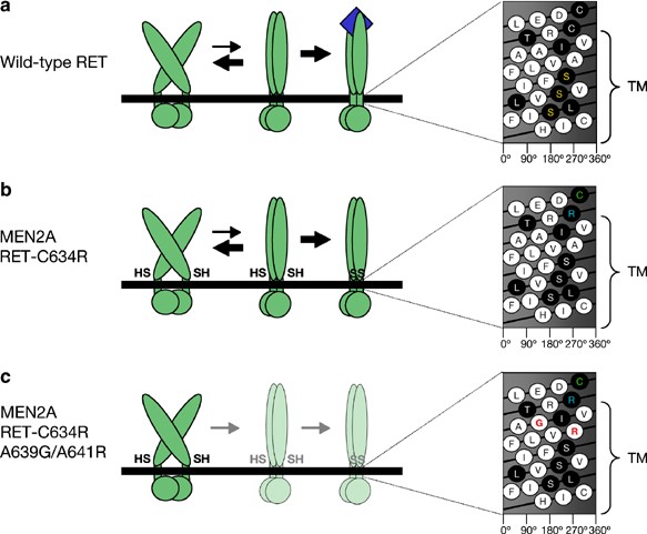 Self-association of the transmembrane domain of RET underlies oncogenic ...