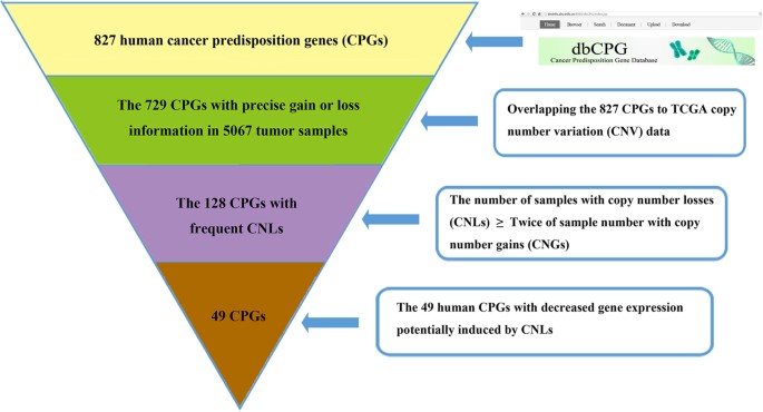 Concordance between somatic copy number loss and down-regulated ...