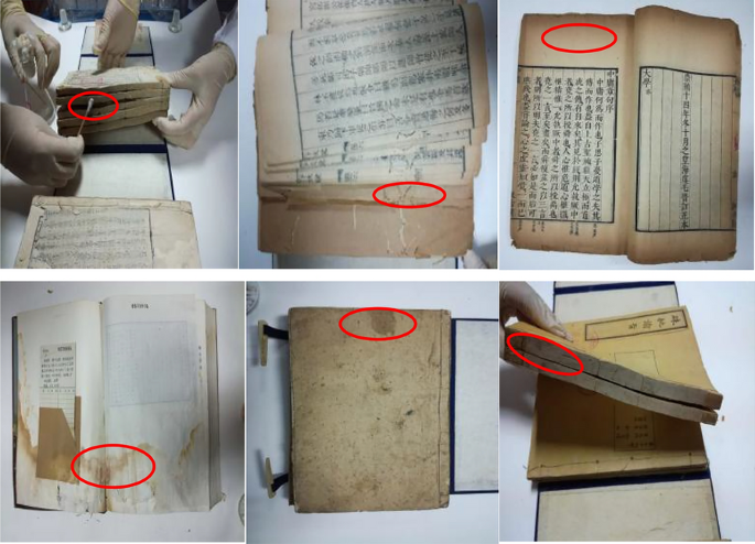 A biological cleaning agent for removing mold stains from paper ...