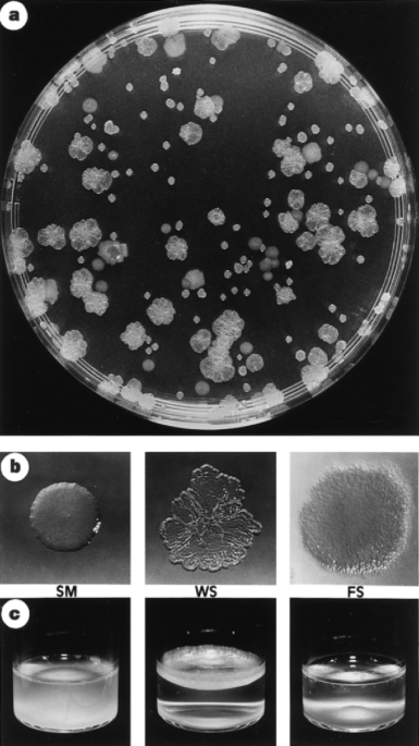 Adaptive radiation in a heterogeneous environment | Nature