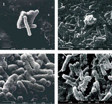 Resuscitated 'alien' microbes stir up an Italian storm | Nature