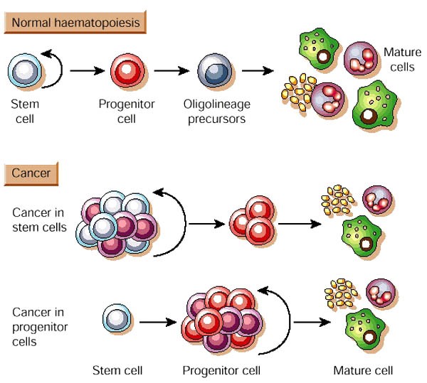 Stem cells, cancer, and cancer stem cells | Nature