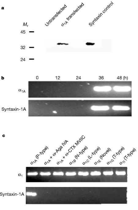 P/Q-type calcium channels mediate the activity-dependent feedback of ...