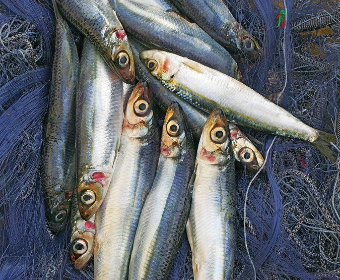 Super-reflective fish skin | Nature