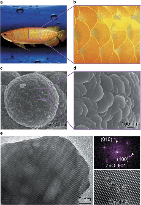 Fish-scale bio-inspired multifunctional ZnO nanostructures | NPG Asia ...