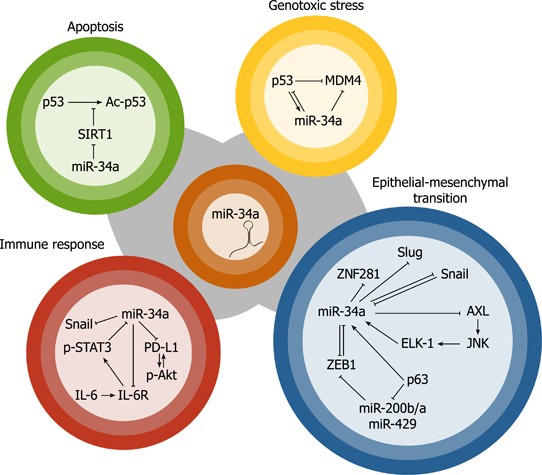 Alternative mechanisms of miR-34a regulation in cancer | Cell Death ...