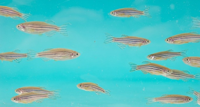 Zebrafish genome helps in hunt for treatments | Nature