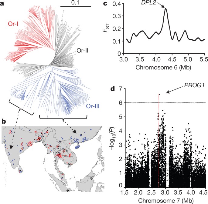 A map of rice genome variation reveals the origin of cultivated rice ...