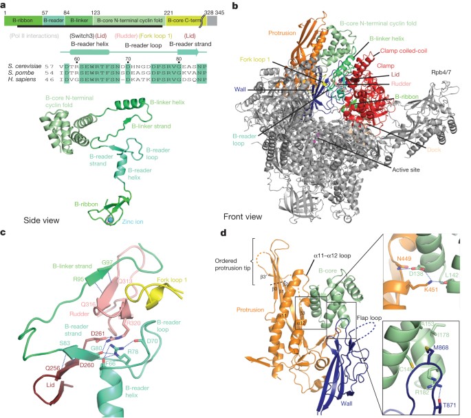 Rna Polymerase Ii Structure