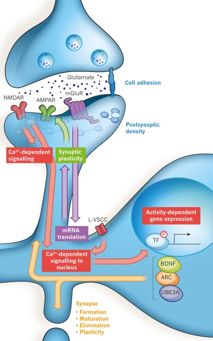 Activity-dependent neuronal signalling and autism spectrum disorder ...