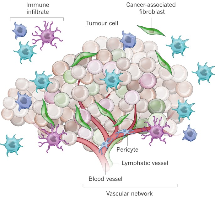 Influence of tumour micro-environment heterogeneity on therapeutic ...