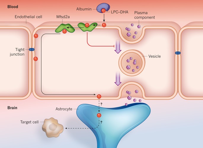 Double function at the blood–brain barrier | Nature