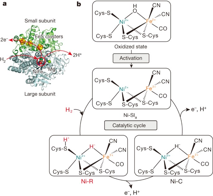 Hydrogens detected by subatomic resolution protein crystallography in a ...
