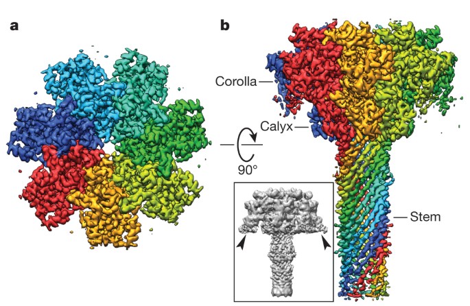 Atomic structure of anthrax protective antigen pore elucidates toxin ...
