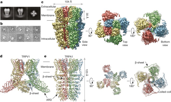 Structure of the TRPA1 ion channel suggests regulatory mechanisms | Nature