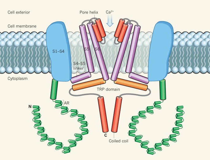 Pain-sensing TRPA1 channel resolved | Nature