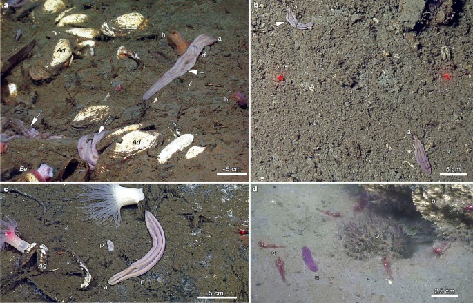 New deep-sea species of Xenoturbella and the position of ...